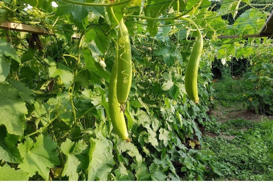 Cải tạo đất trồng rau bằng cách nào? - Thế giới giá thể, đất trồng cây