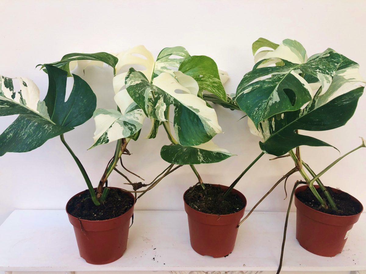 Đất trộn hữu cơ - Đất trồng cây nội thất và cây trong chậu - Thế giới ...