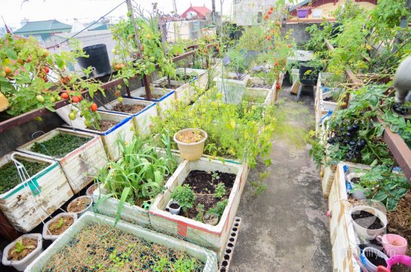 Chọn đất trồng rau sân thượng - Thế giới giá thể, đất trồng cây