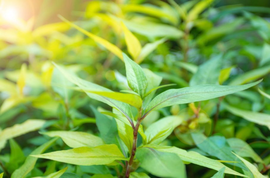 Hướng dẫn kỹ thuật trồng rau răm chuẩn nhất - Giathe.vn