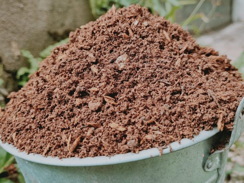 Chọn đất trồng mận trên ban công sân thượng tốt nhất - Giathe.vn