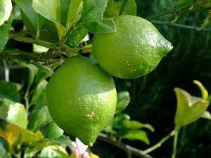 Hướng dẫn chọn đất trồng chanh trên ban công sân thượng chuẩn nhất